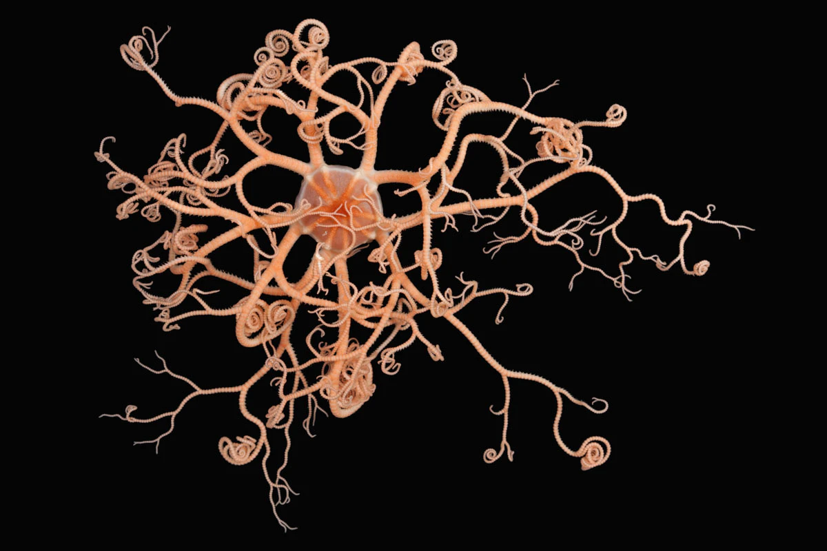 Meet the peculiar creatures: unknown species are lurking in the deep ...