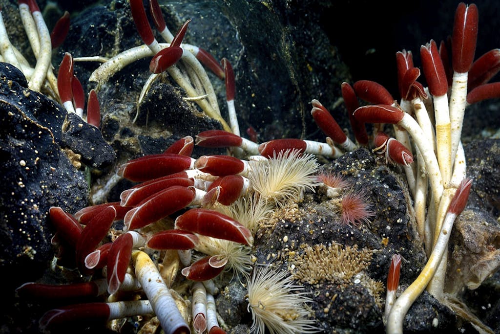 Ontmoet de bizarre schepsels van de diepzee | wibnet.nl