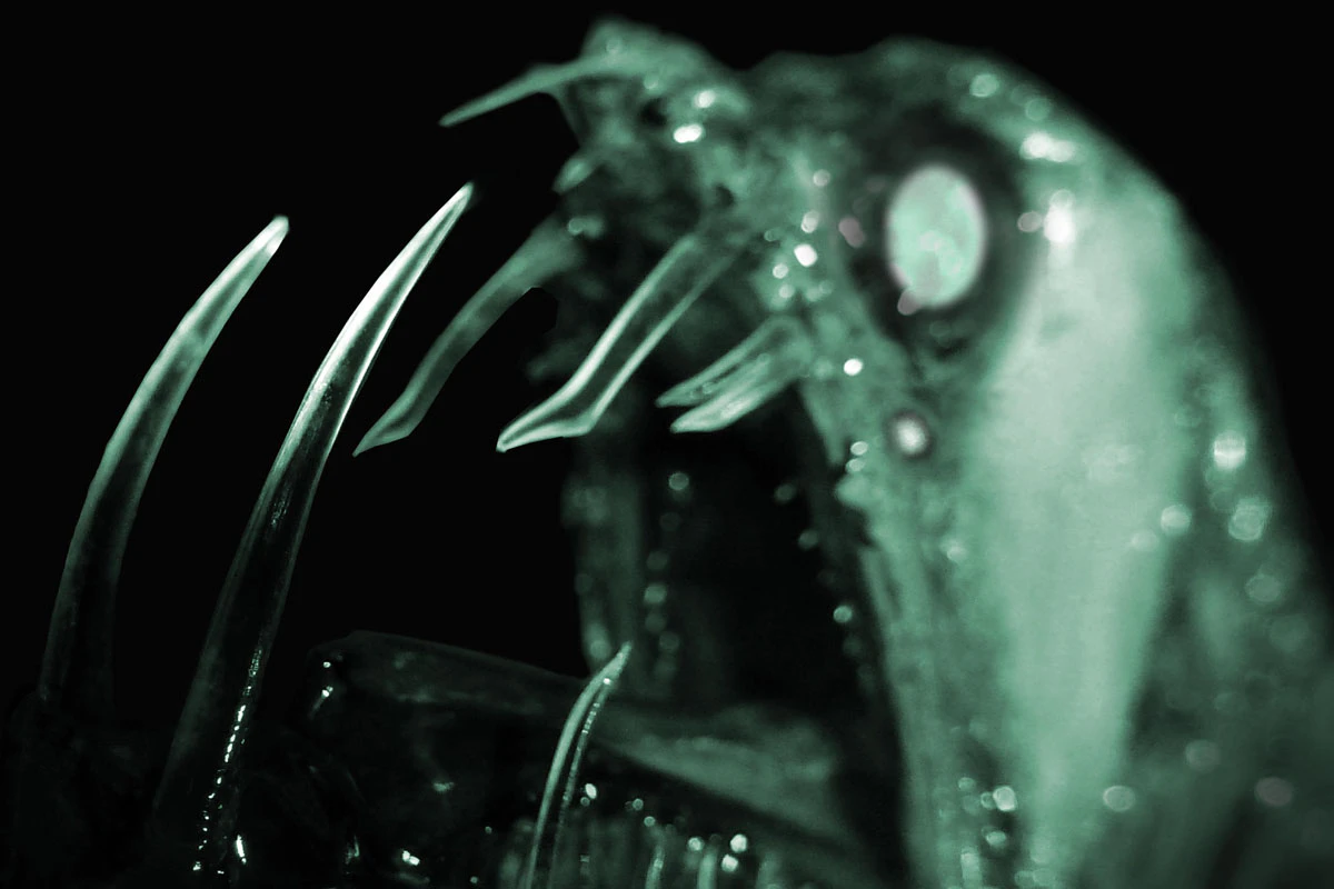 Meet the peculiar creatures: unknown species are lurking in the deep ...