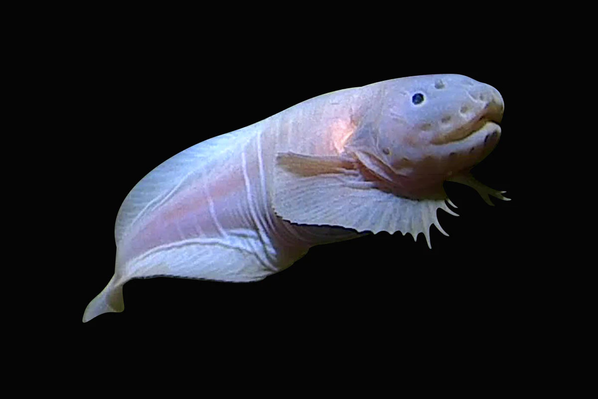 Meet the peculiar creatures: unknown species are lurking in the deep ...
