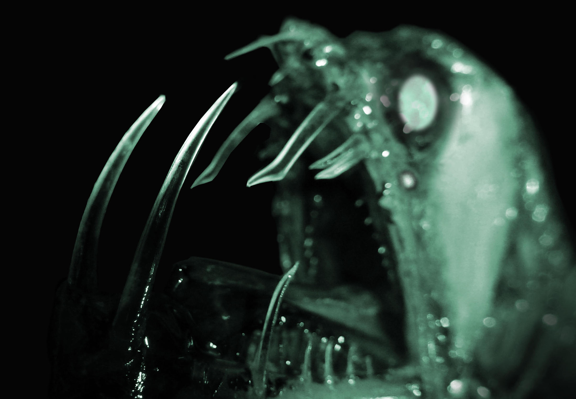 Meet the peculiar creatures: unknown species are lurking in the deep ...