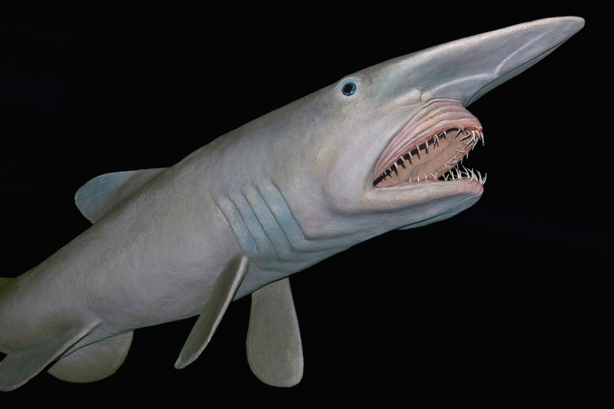 Meet the peculiar creatures: unknown species are lurking in the deep ...