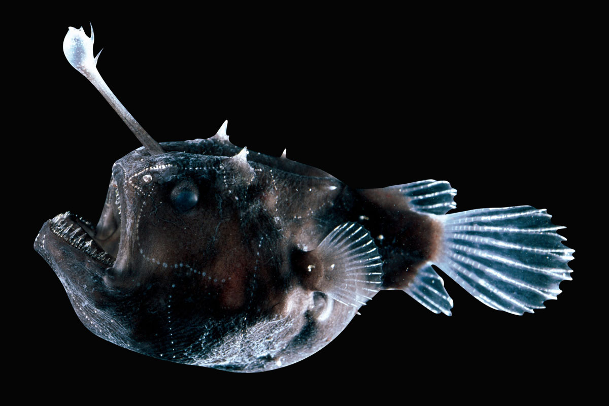 Meet the peculiar creatures: unknown species are lurking in the deep ...