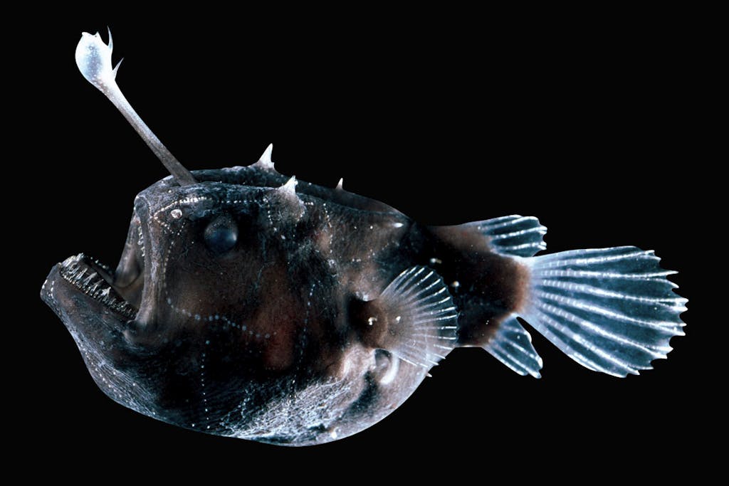 Ontmoet de bizarre schepsels van de diepzee | wibnet.nl