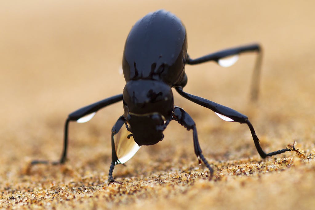 Insects invented nature's best tricks | scienceillustrated.com