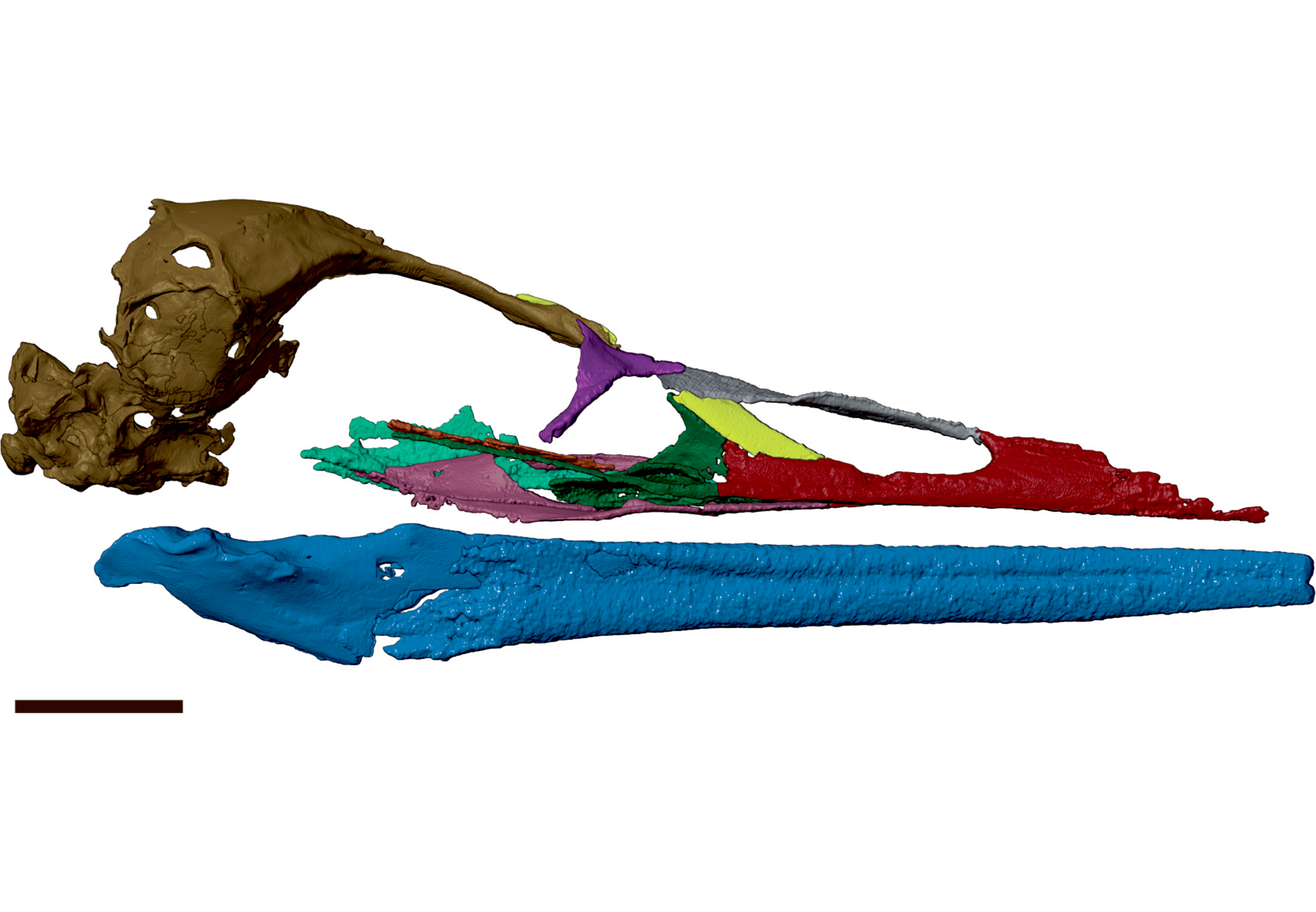 Direkte stamfar til moderne fugler levde side om side med T. rex ...