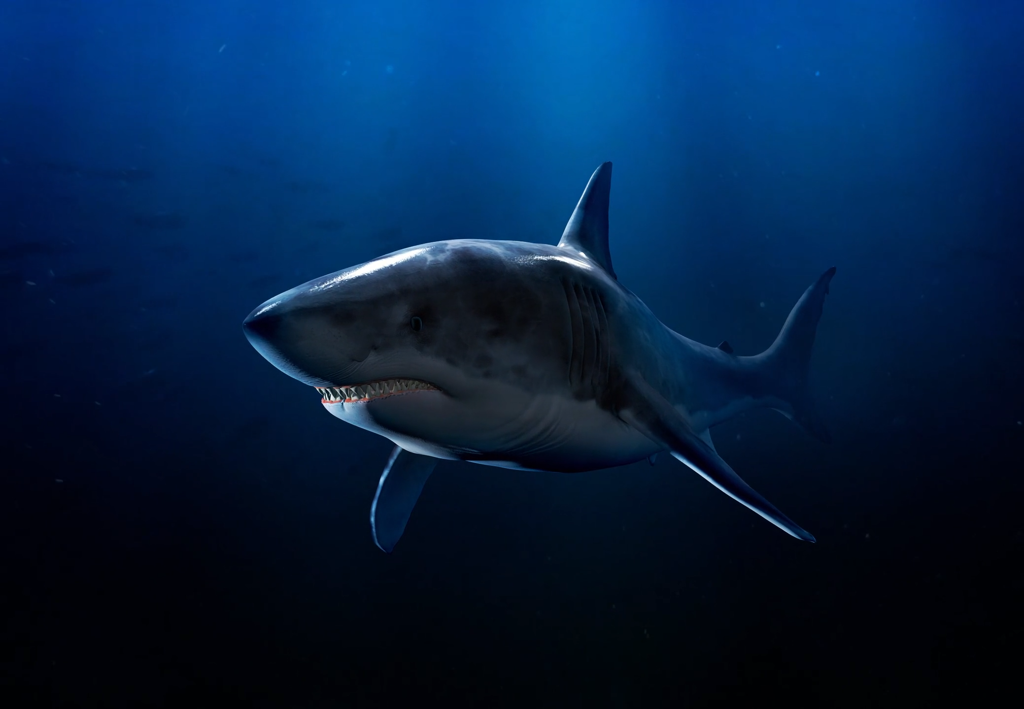 Megalodon was even bigger - and slimmer - than we thought ...