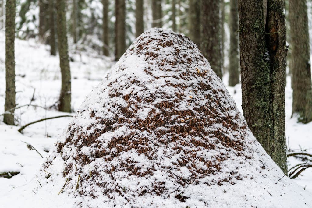 Så överlever insekterna vintern | illvet.se