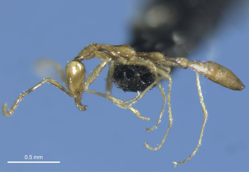 Researchers discover a new ant species deep in the ground ...