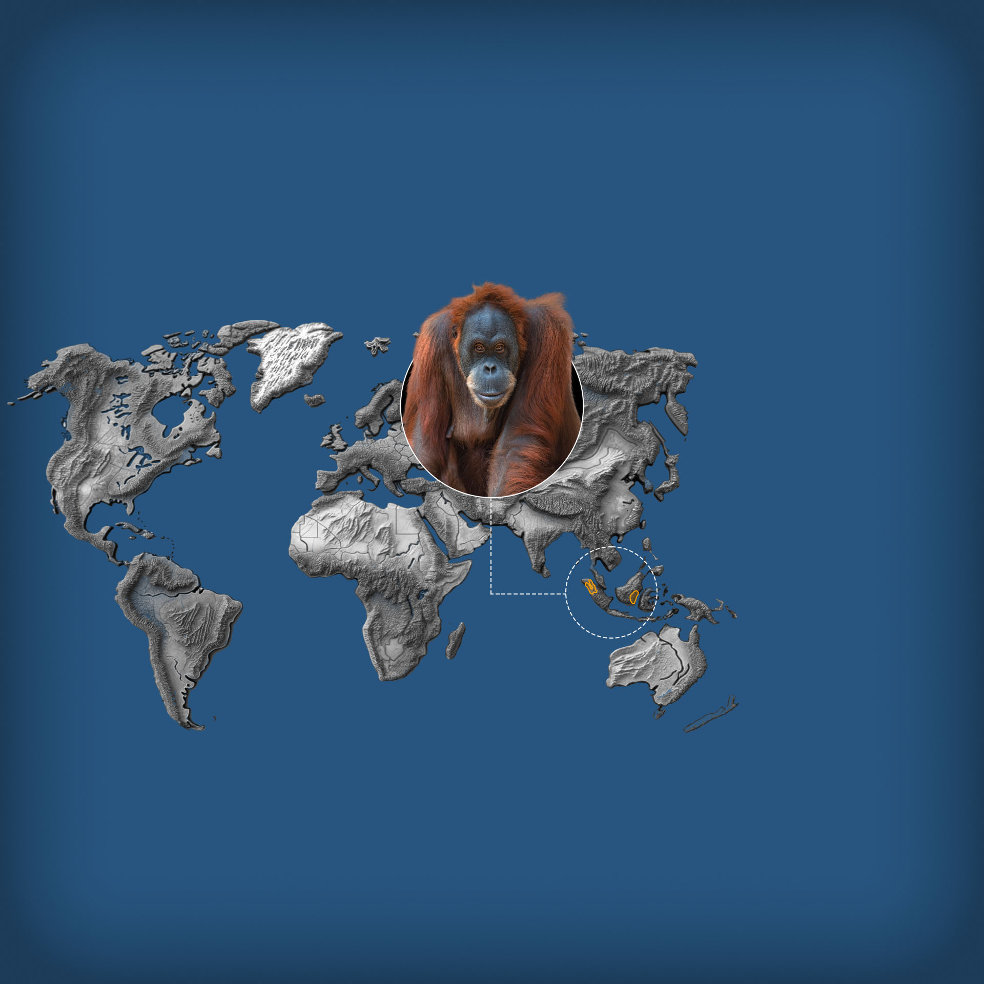 Humans infect great apes | scienceillustrated.com