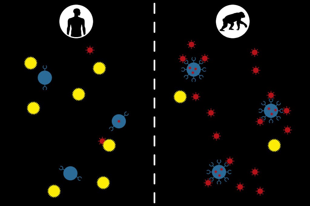 Humans infect great apes | scienceillustrated.com