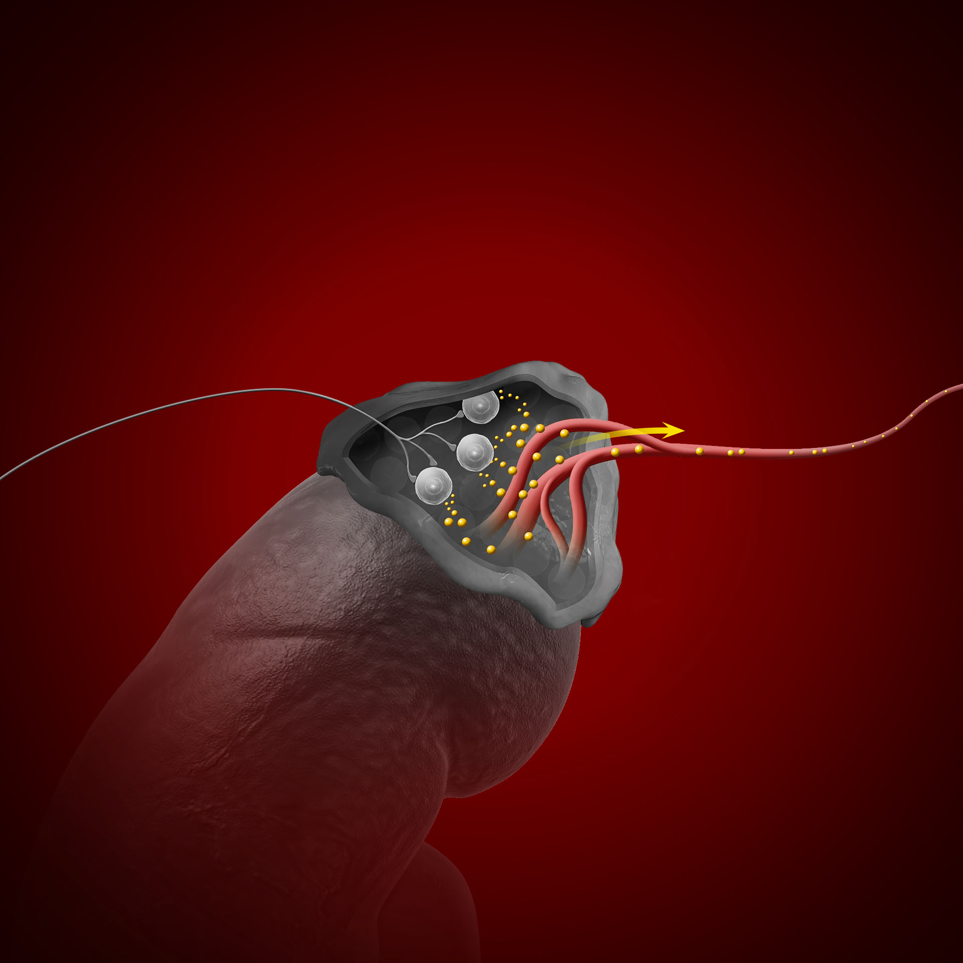 You are two seconds from exploding in anger | scienceillustrated.com