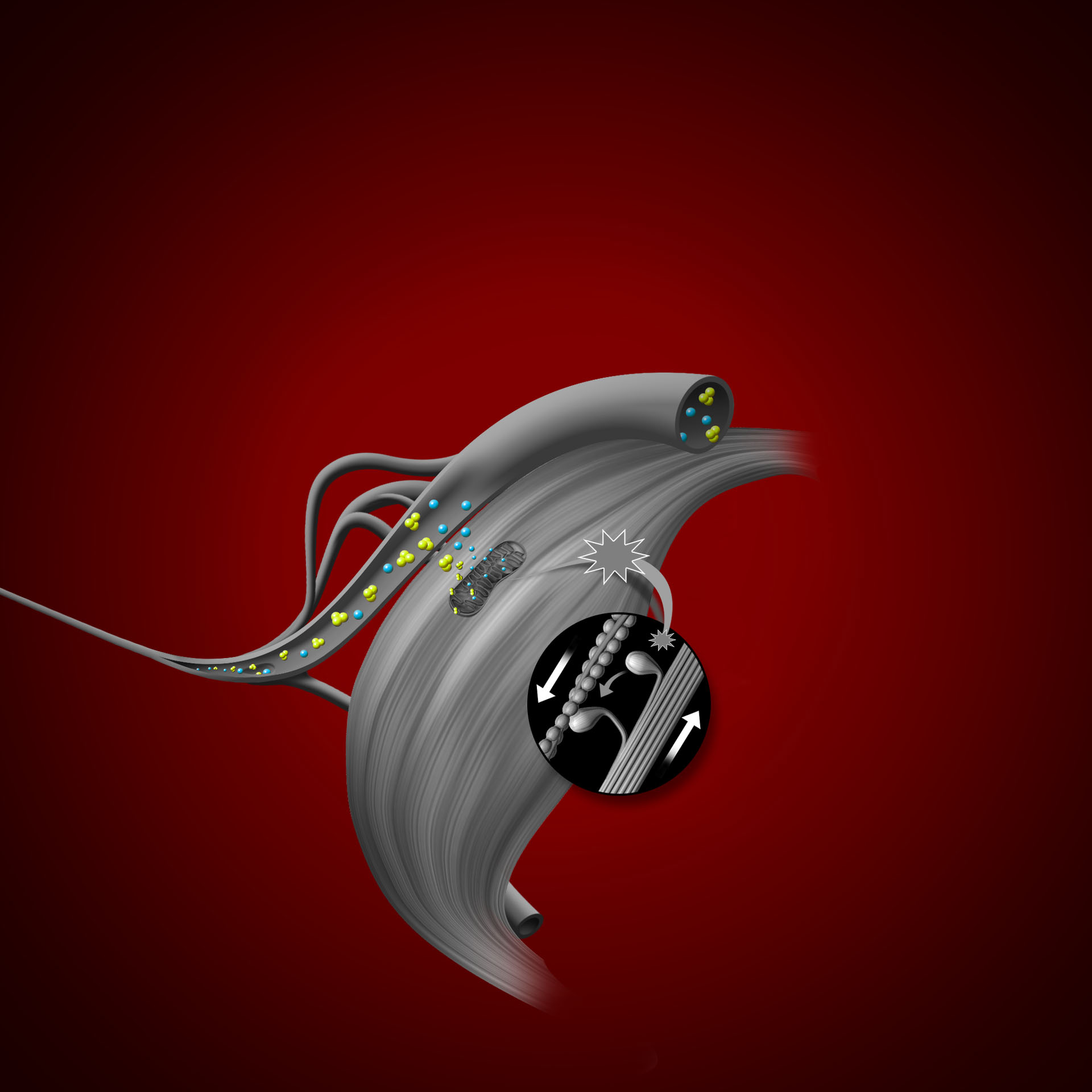 You are two seconds from exploding in anger | scienceillustrated.com