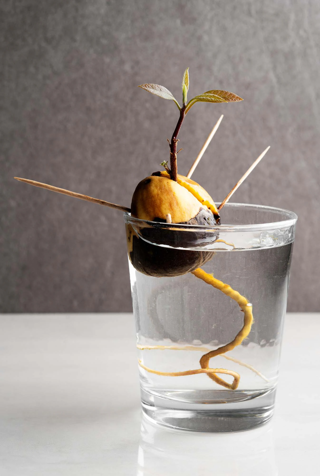 Gro dit eget avocado træ med 5 nemme trin | woman.dk