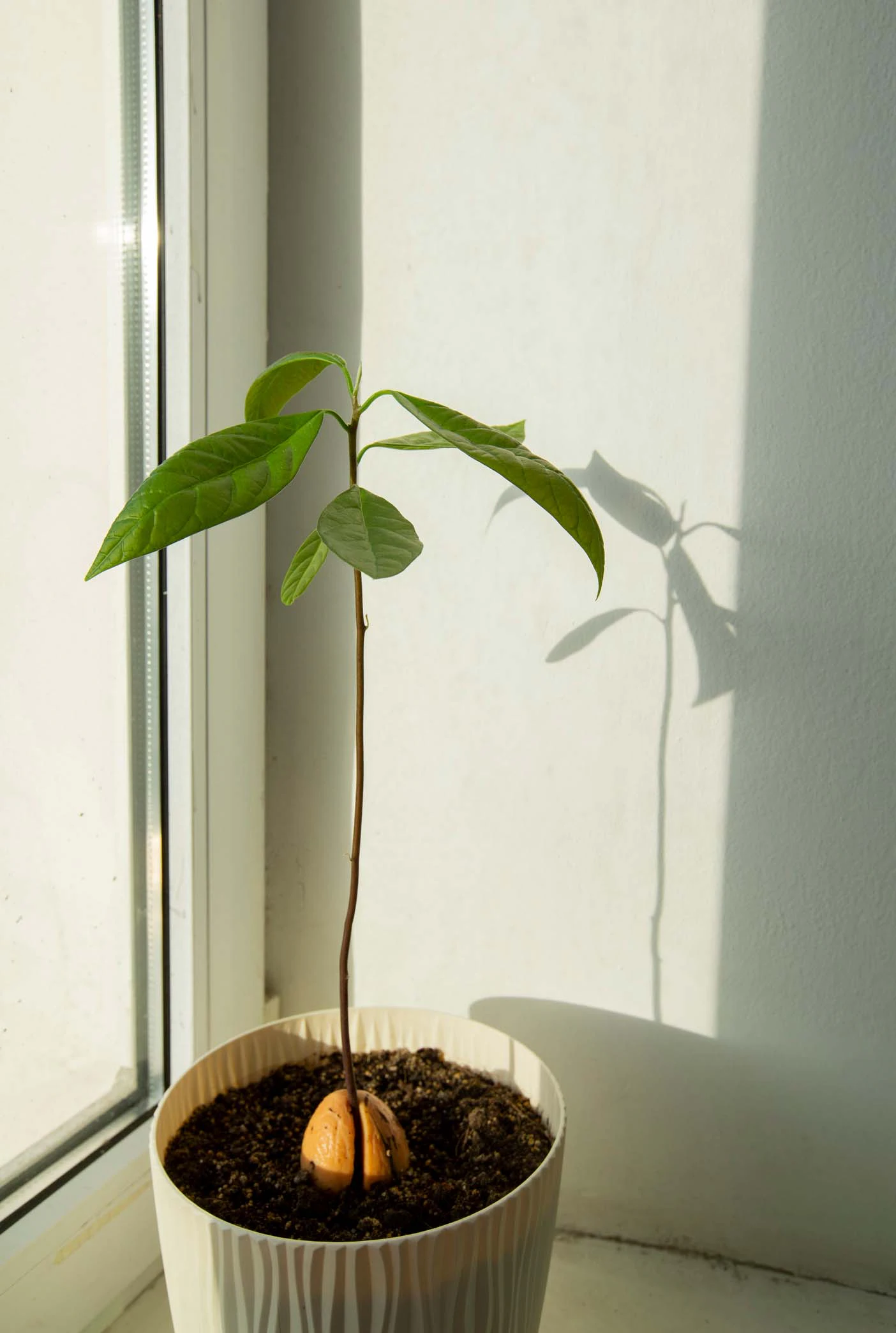 Gro dit eget avocado træ med 5 nemme trin | woman.dk
