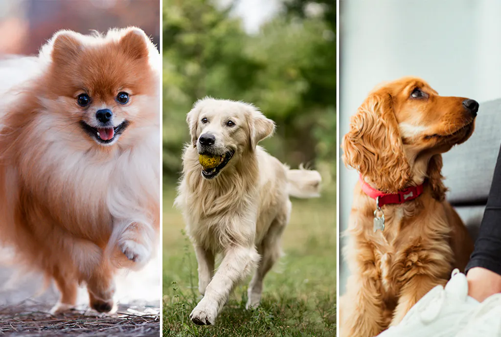 Hunderacer | Test dig selv: Hvilken hund passer til dig? | woman.dk