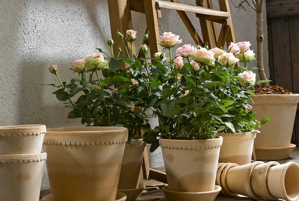 Planter til altanen | 10 gode planter til altanen | woman.dk