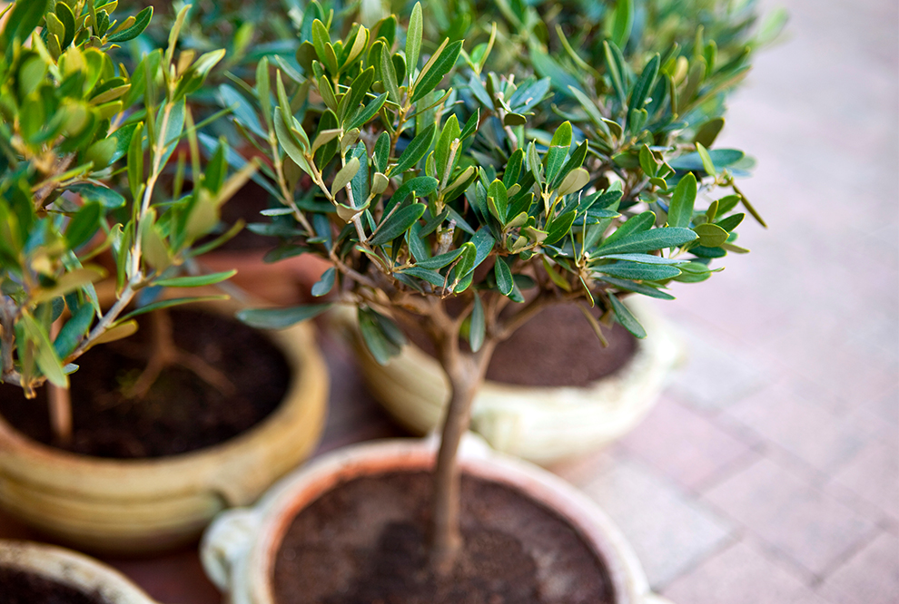 Planter til altanen | 10 gode planter til altanen | woman.dk