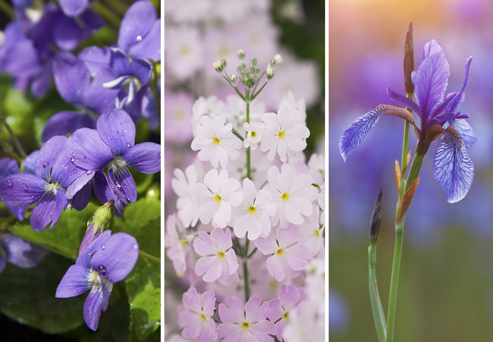 Du kender dit stjernetegn – men kender du din fødselsblomst? | woman.dk