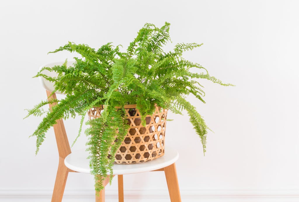 5 grønne planter til køkkenet, der både gavner og pynter | woman.dk