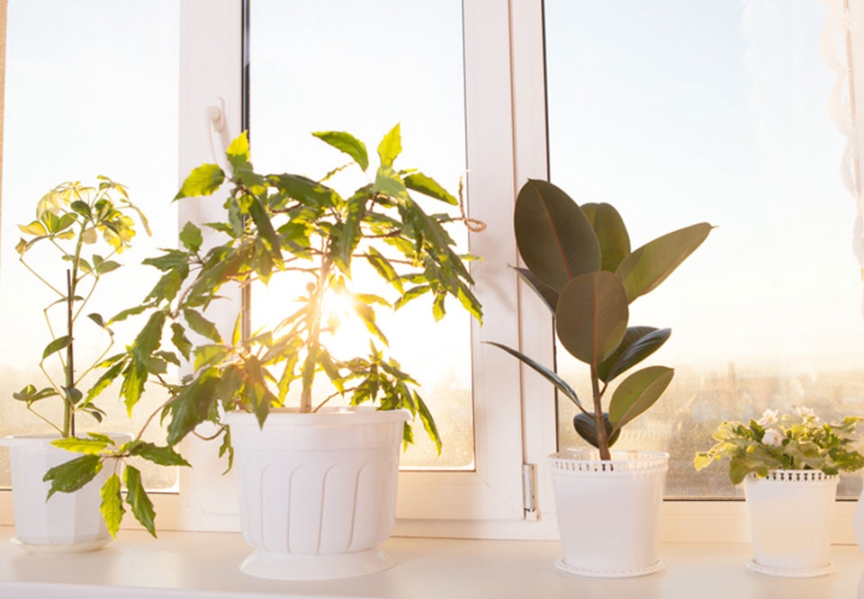 Planter til altanen | 10 gode planter til altanen | woman.dk