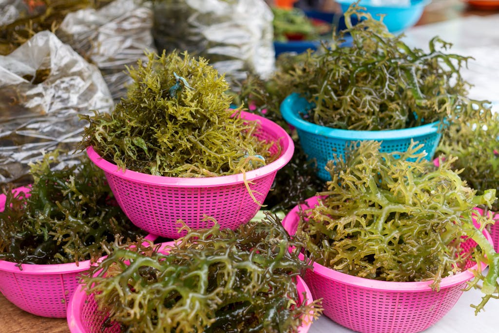 Hvad er tang egentlig? Her får du forklaringerne på 5 slags tang | woman.dk