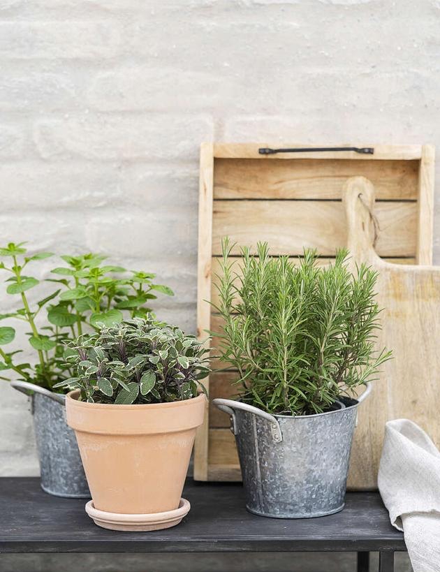 5 fine planter, der egner sig godt til din altan | woman.dk