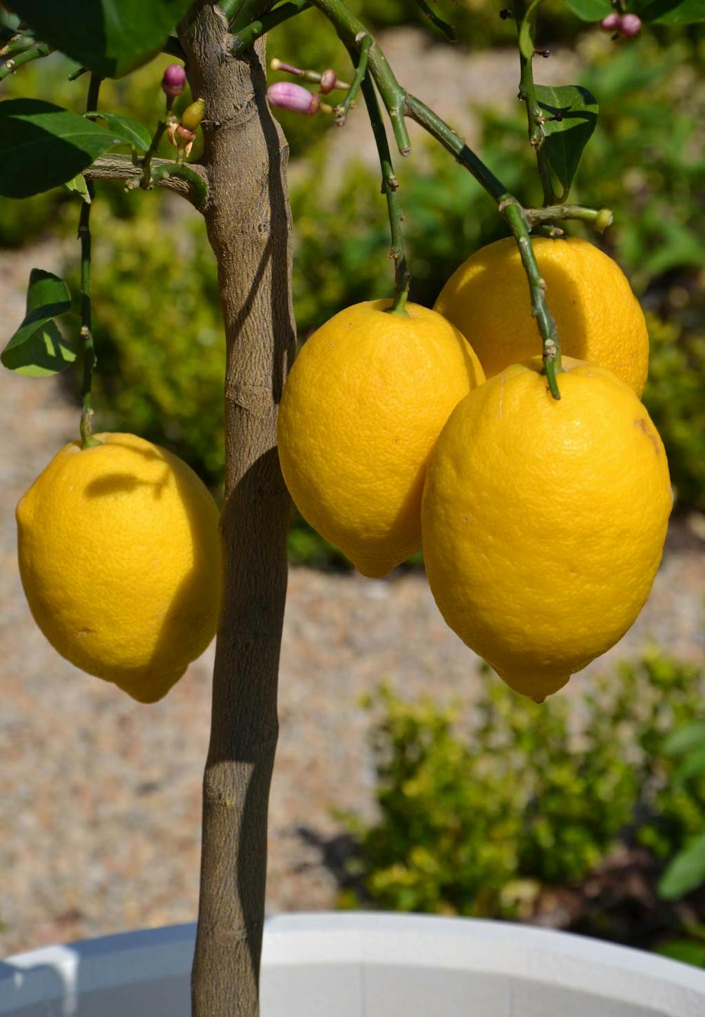Citrontræer | Sådan skal du passe dem | woman.dk