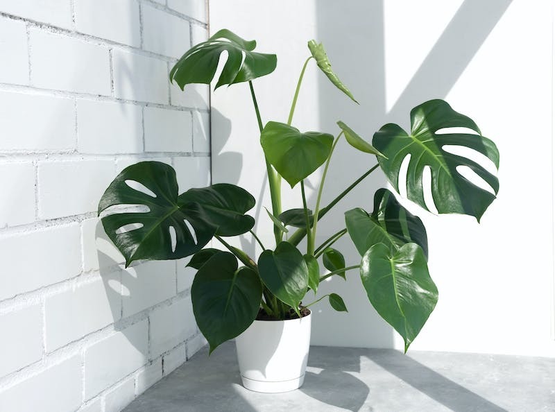 Monstera | Alt du skal vide om den populære plante | woman.dk