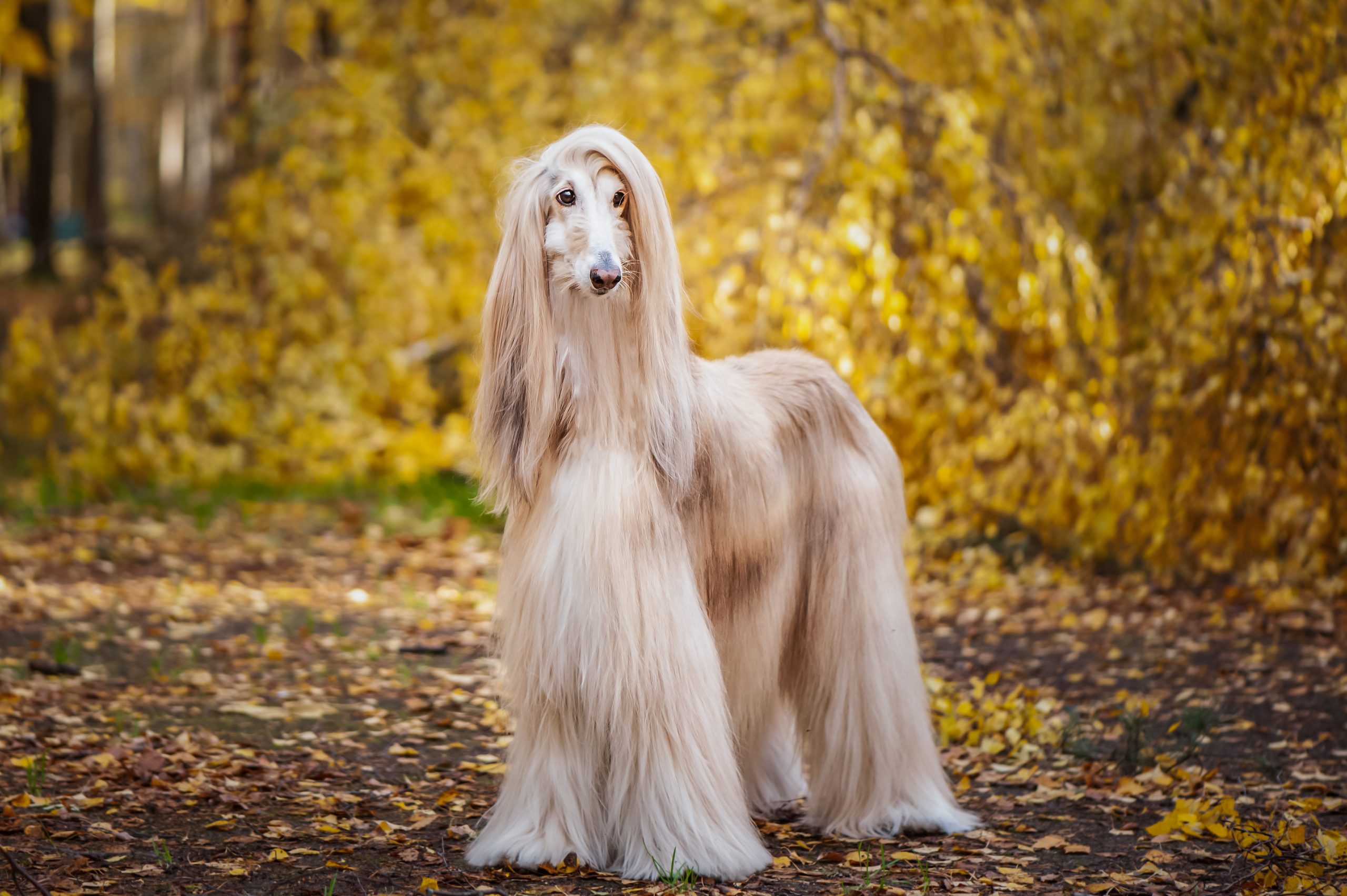 De 10 dummeste hunderacer – er din hund dum? | woman.dk