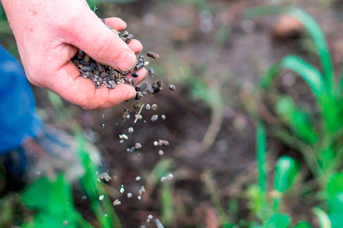 Gjør det selv-planter i hagen | gjoerdetselv.com